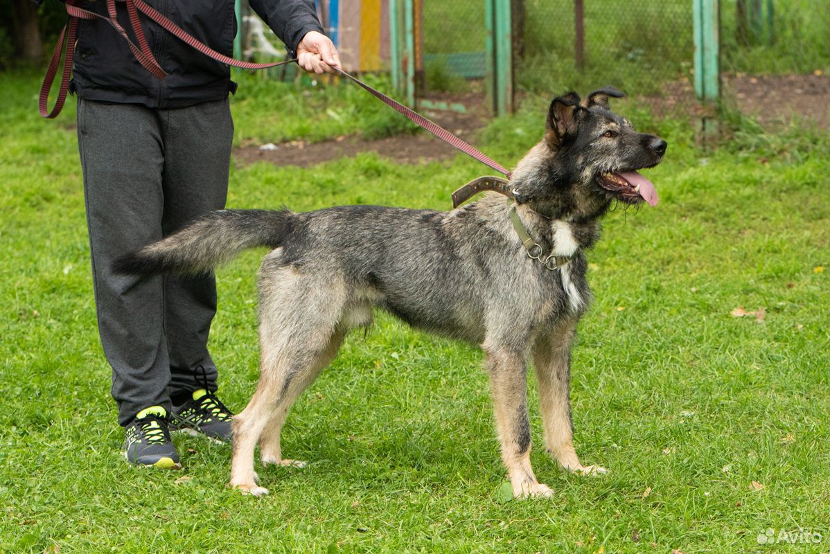 Молодой кобель Гриша ищет дом