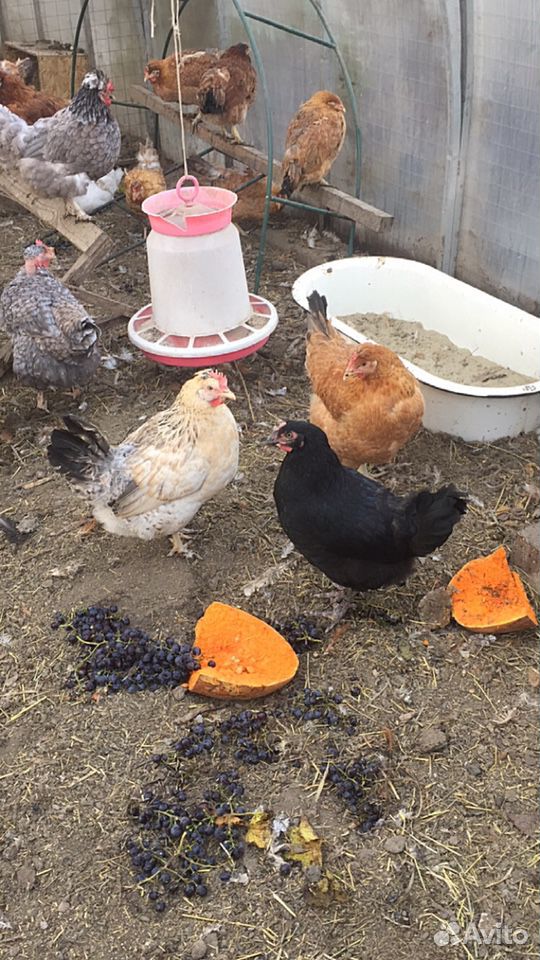 Циплята суточные