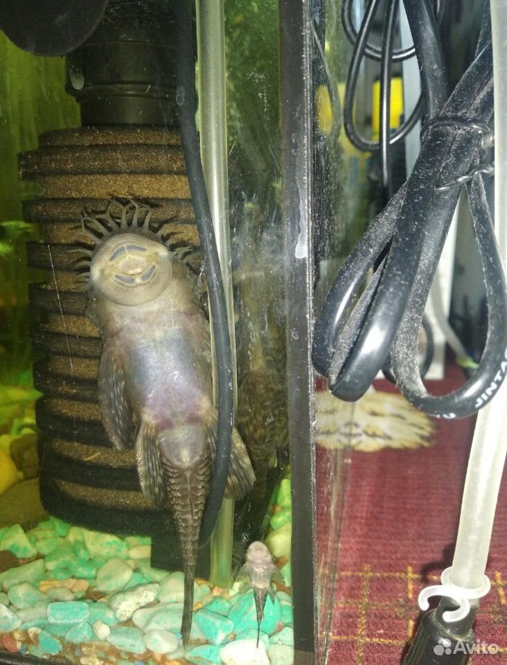 Сома анциструс