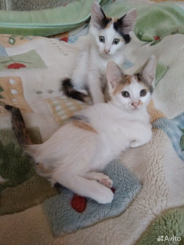 Котята девочки