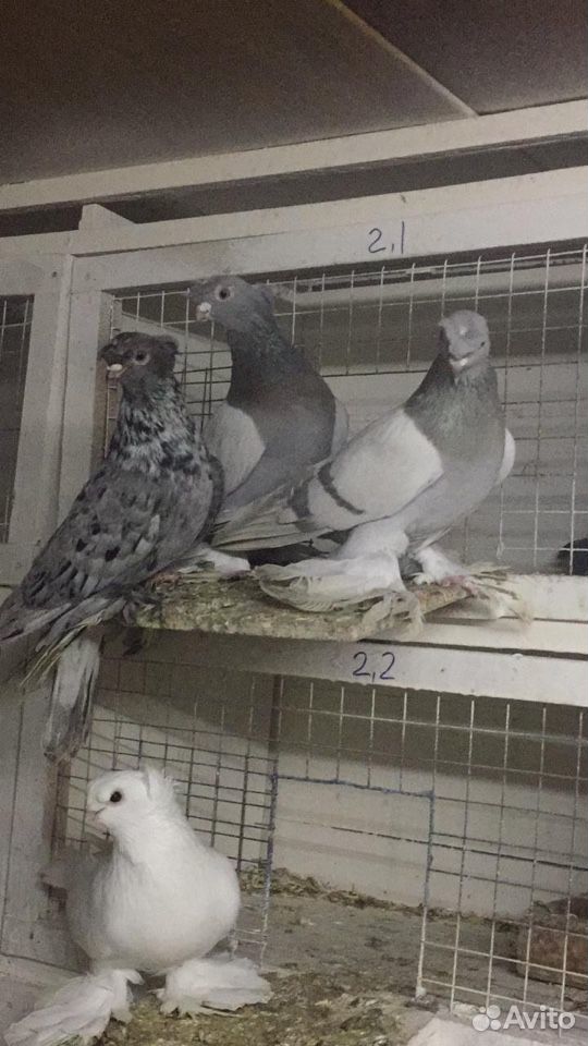 Голуби узбекские игровые бойные