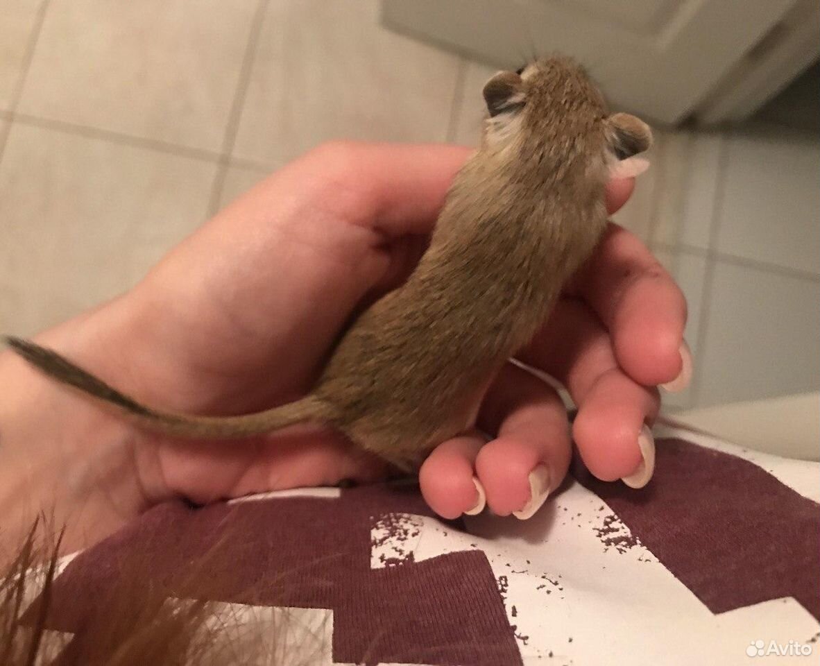 Замечательные малыши - песчанки