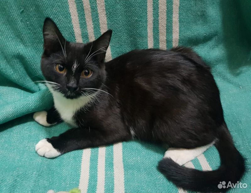 Котик Борис ищет дом