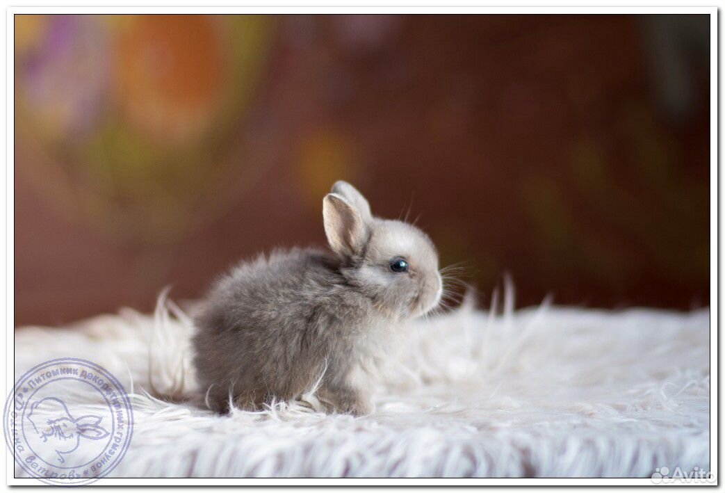 Голубой агути карликовый кролик Минор