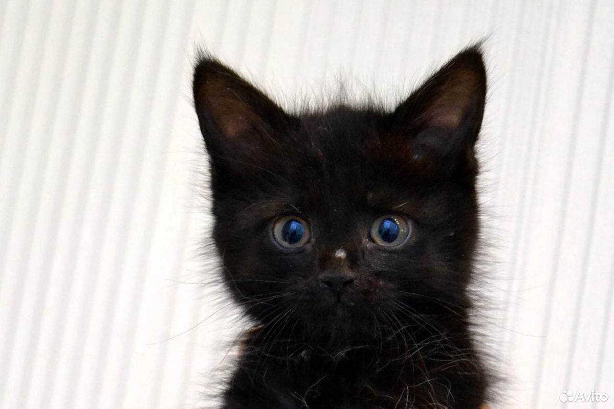 Котенок мальчик в дар 2 мес