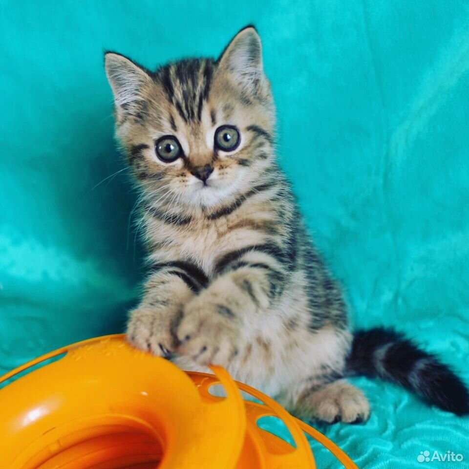 Маленький тигрёнок