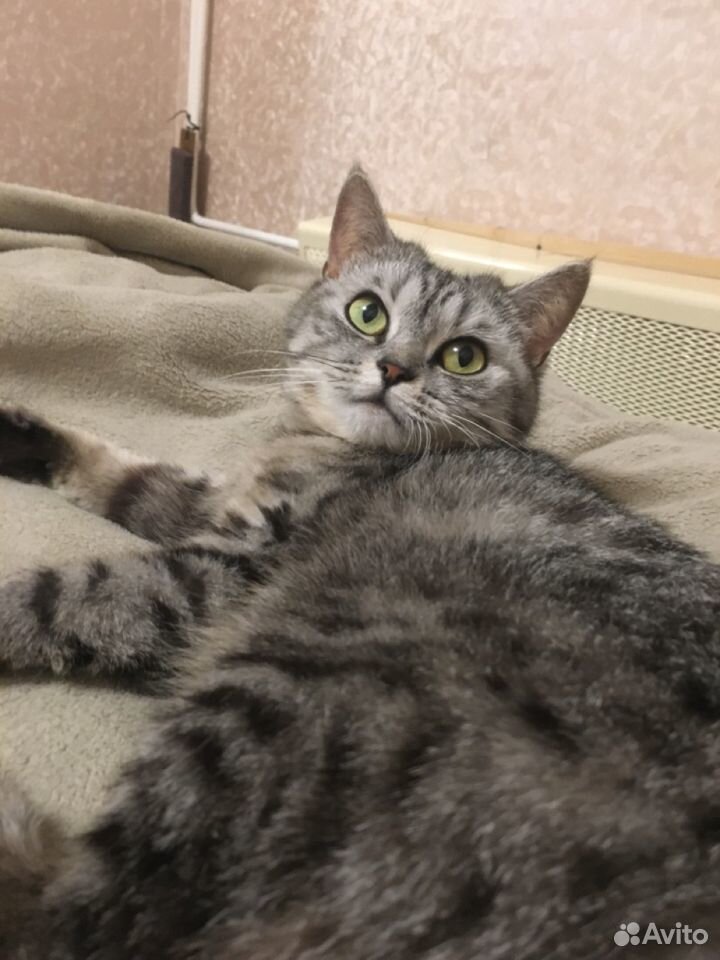 Красивая кошечка Пуся в добрые руки