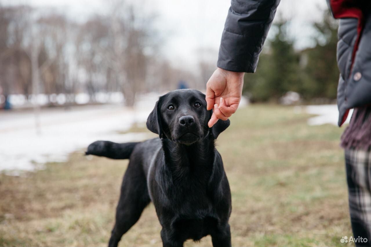 Лабрадор чёрный девочка РКФ