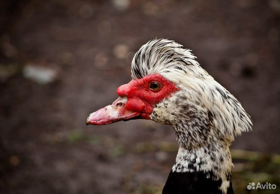 Самцы Индоутки на племя в Лобне