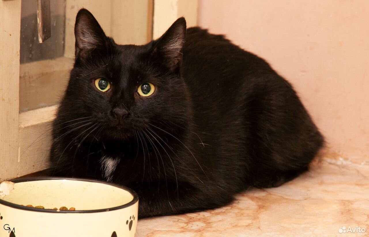 Гламурная ласковая красавица Луна 1,5 год ищет дом