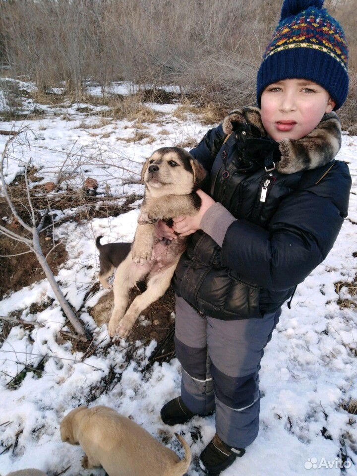 Щенки, дворовых пород