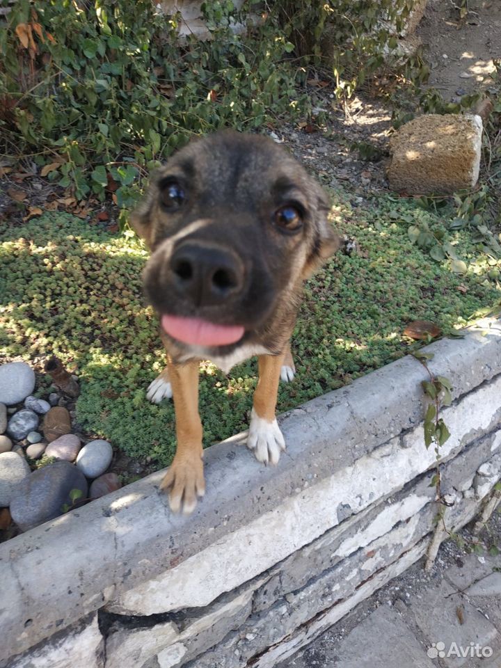 Очаровательные щенки бесплатно