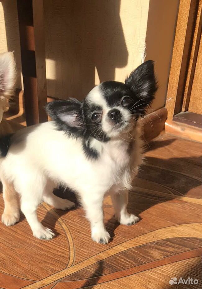 Чихуахуа девочка чудо