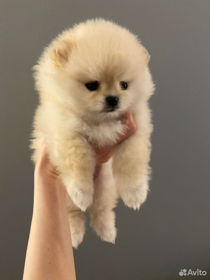 Плюшевый померанский шпиц в типе «baby face»