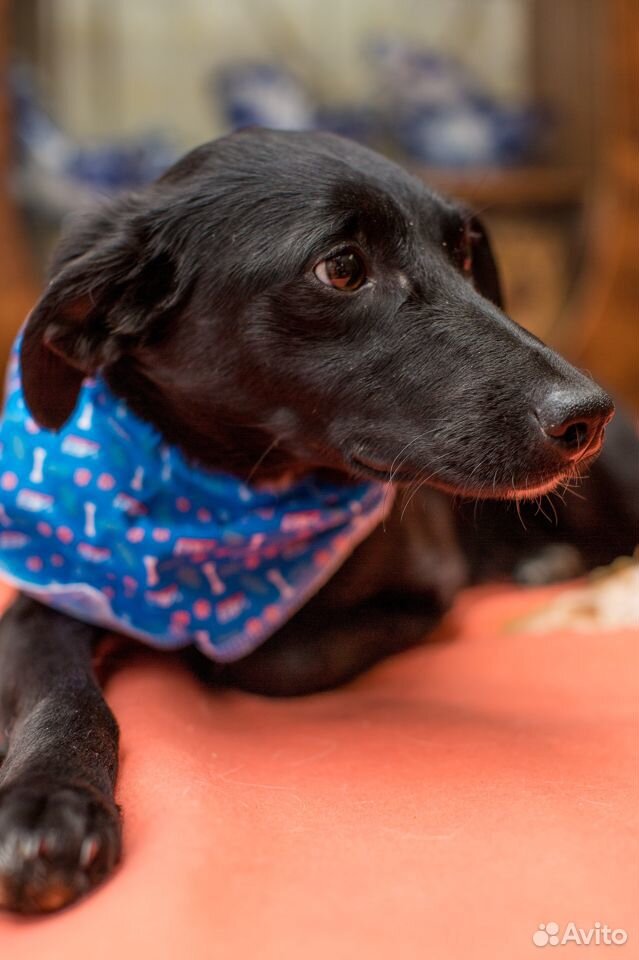 Стелла - идеальный друг человека ищет семью