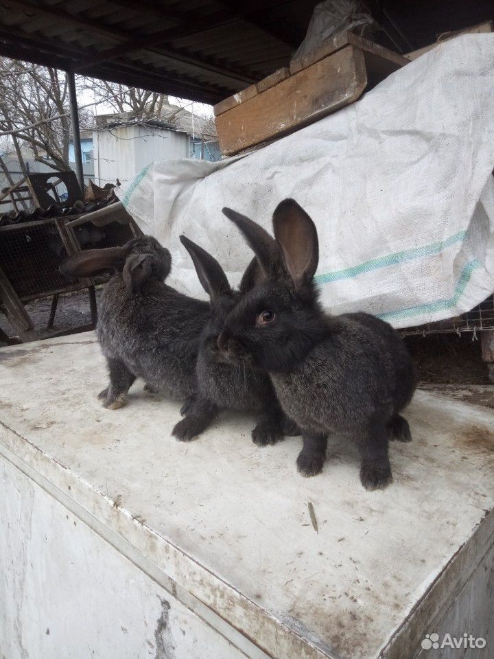 Кролики на племя