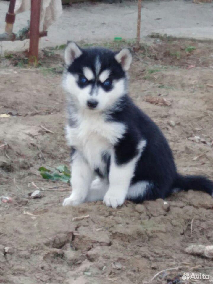 Хаски голубые глазки