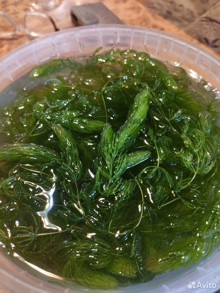 Роголистник