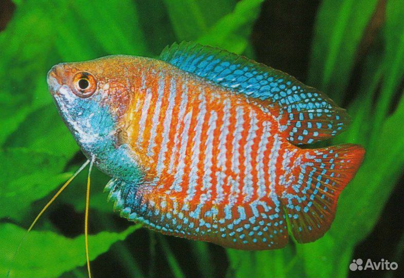 Аквариумная рыбка Лялиус (Colisa lalia)