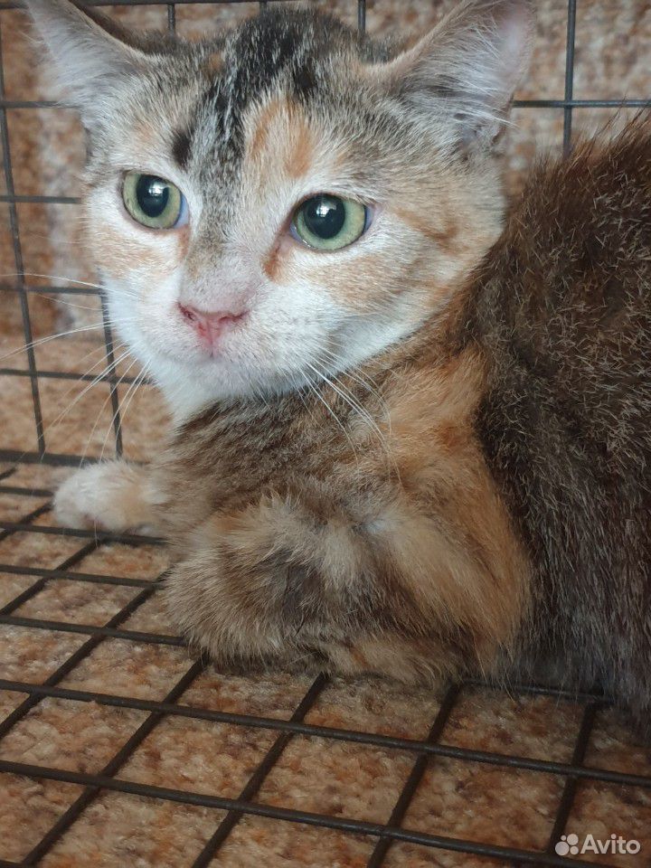 Трехцветный котенок - счастье в дом