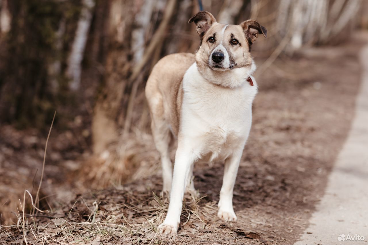 Миниатюрная Белочка ищет дом