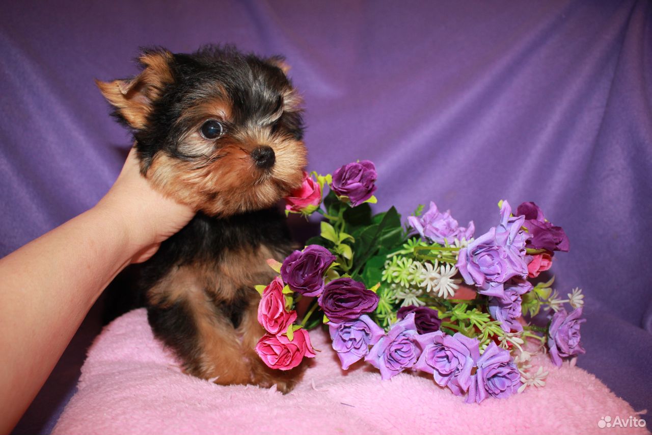 Красавчик мальчик йоркширского терьера 2,5 мес