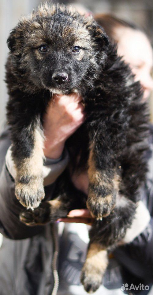 Щенки девочки (2месяца)