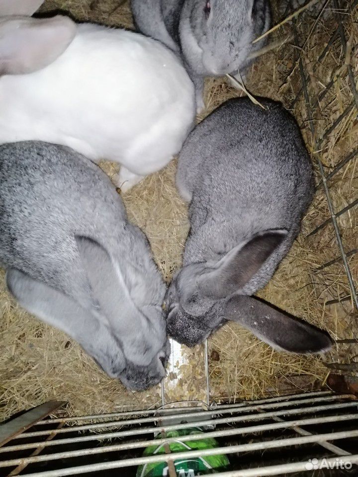 Продам кроликов