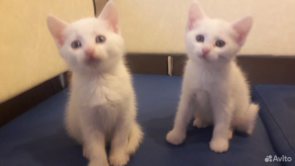 Домашний белый котенок