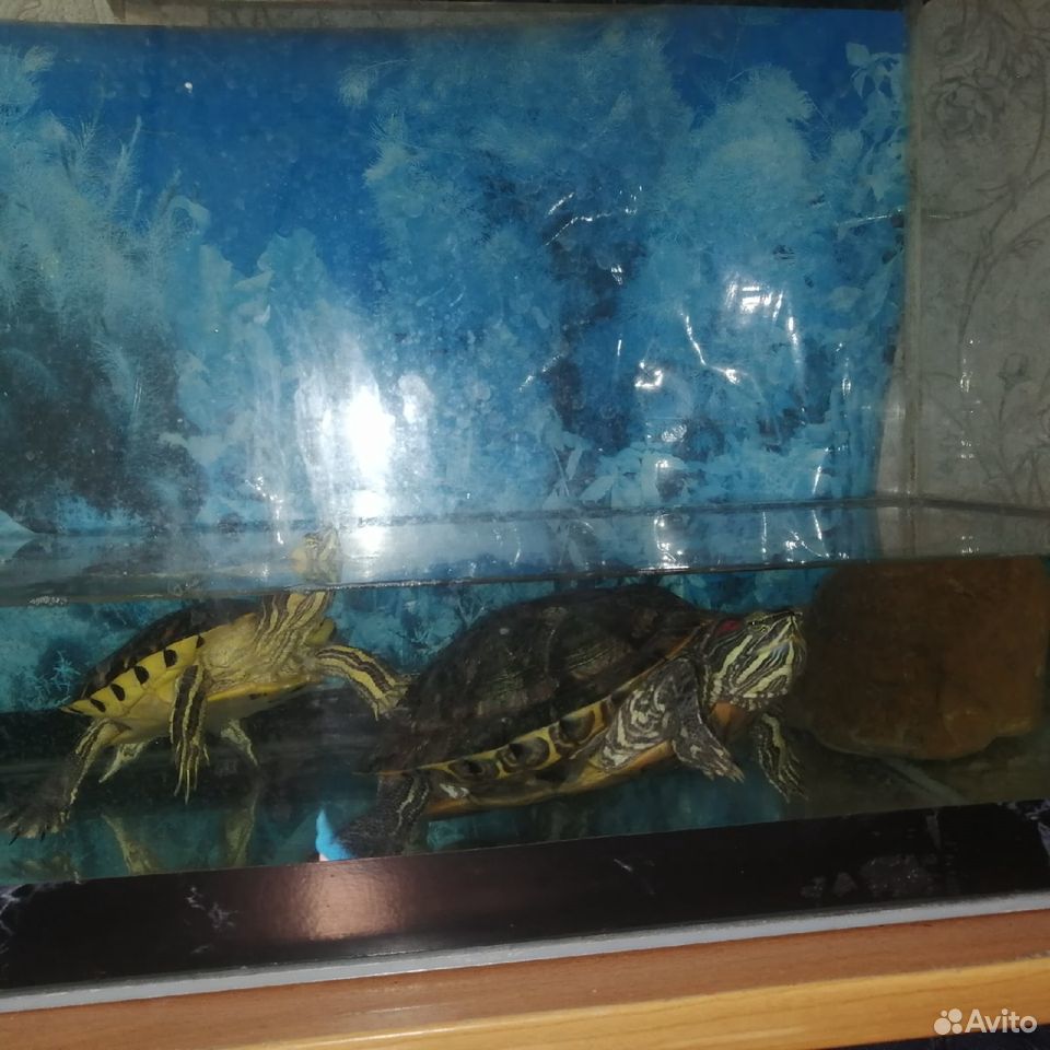Продам двух черепах с аквариумом, фильтромилампой