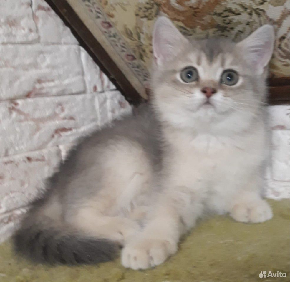 Кошка голубое золото