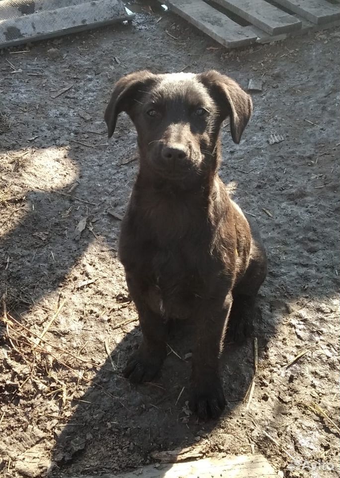 Помесь лабрадора в добрые руки