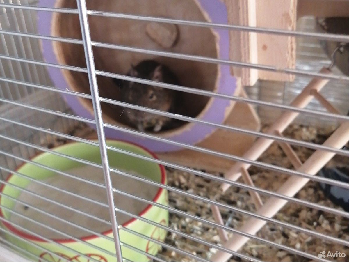 Дегу или чилийская белка