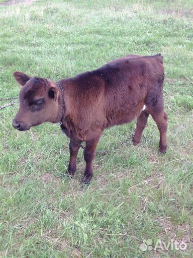 Продам Корову и 4 телёнка