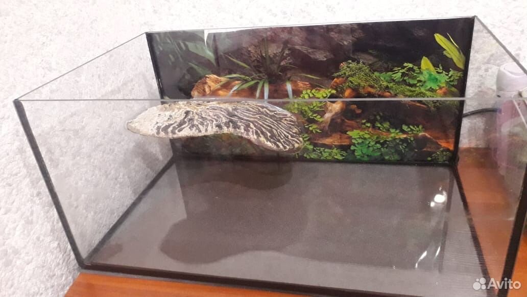 Черепашник