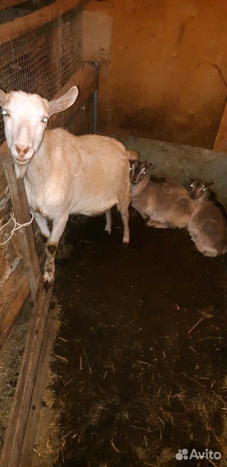 Козы дойные 5шт, козлята 3шт,козлы 2шт