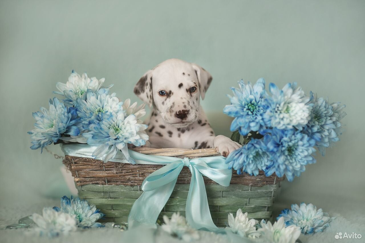 Щенок далматина