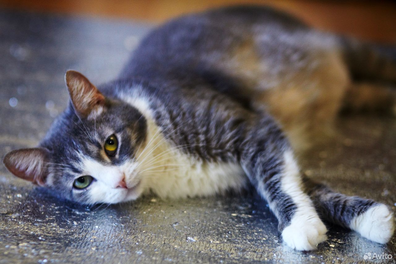 Кошечка из приюта ищет дом