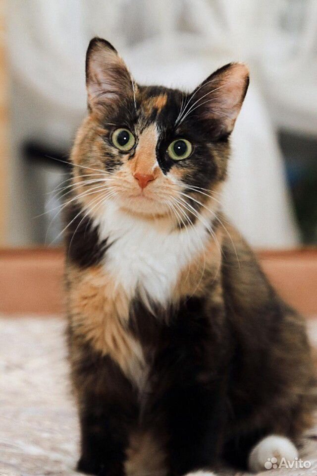 Кошка Лада 10 мес