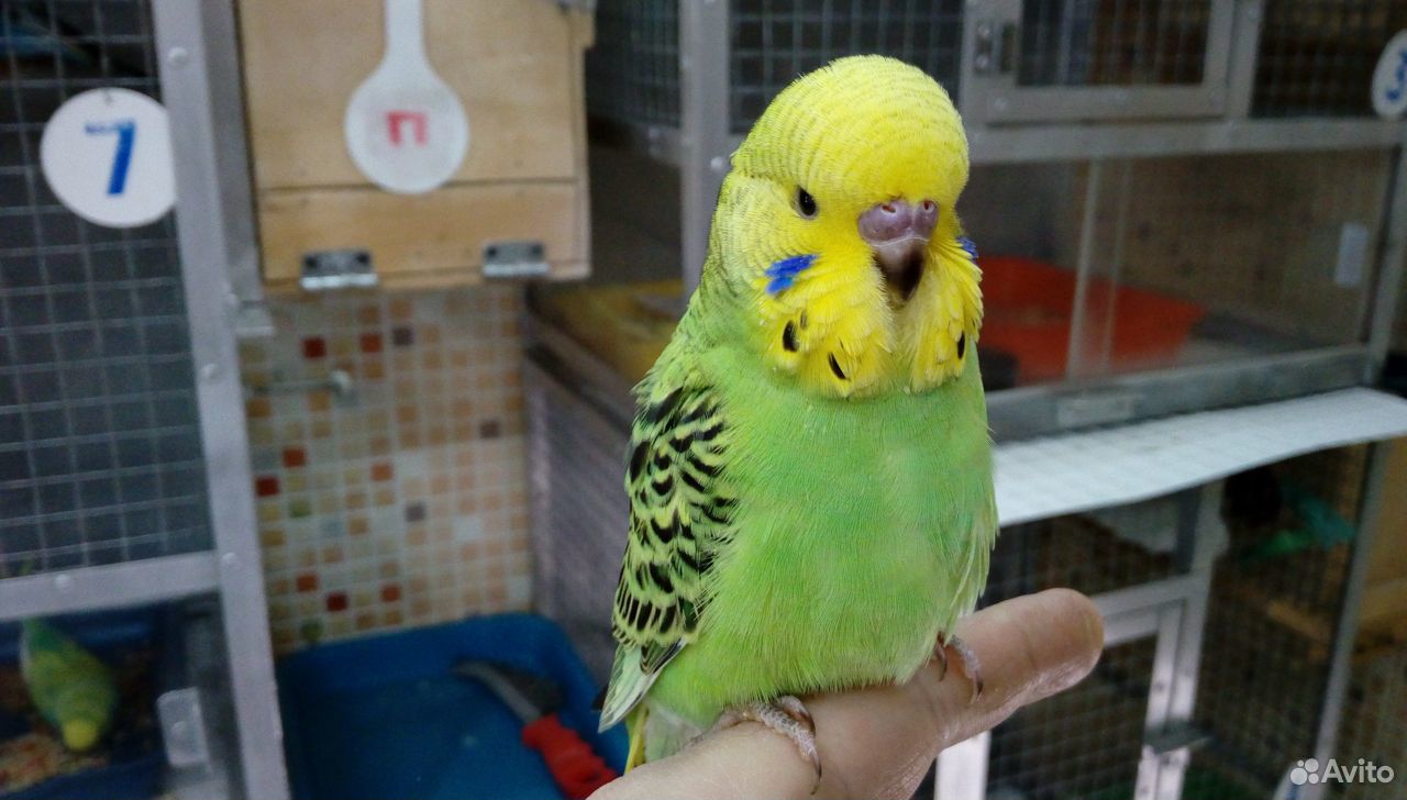 Зелёный попугайчик, птенчик, черноклювик