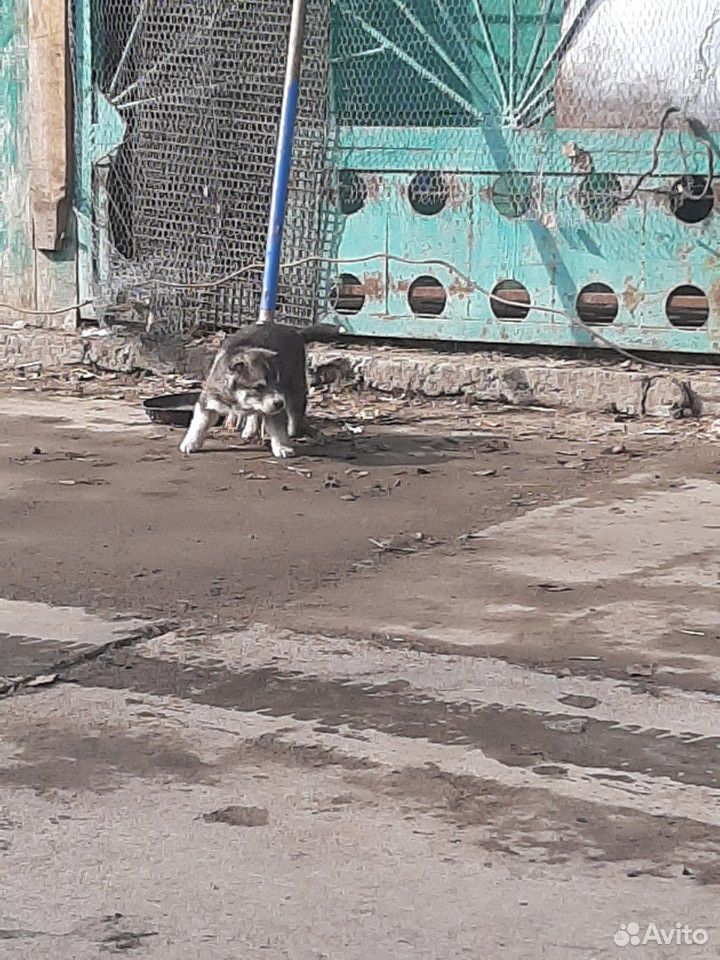 Щенки западно сибирской хаски