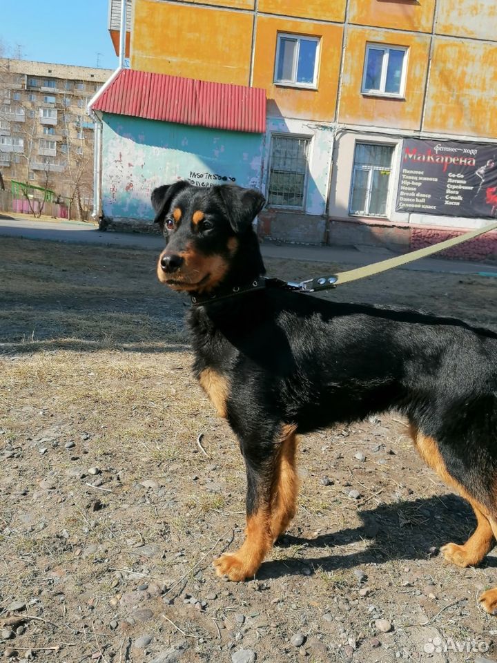 Отдам молодую собаку