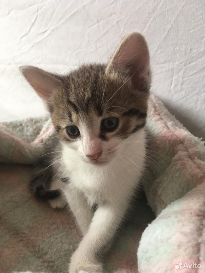 Отдам кроху котика