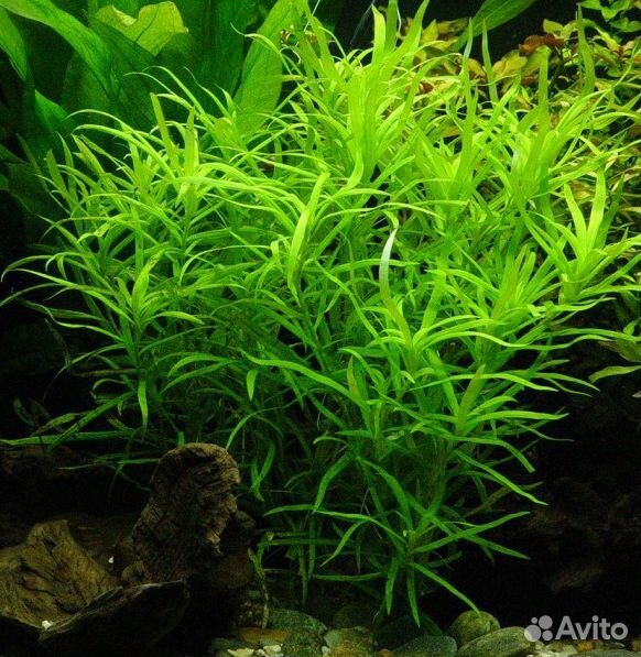 Аквариумные растения. Водоросли. Прополка