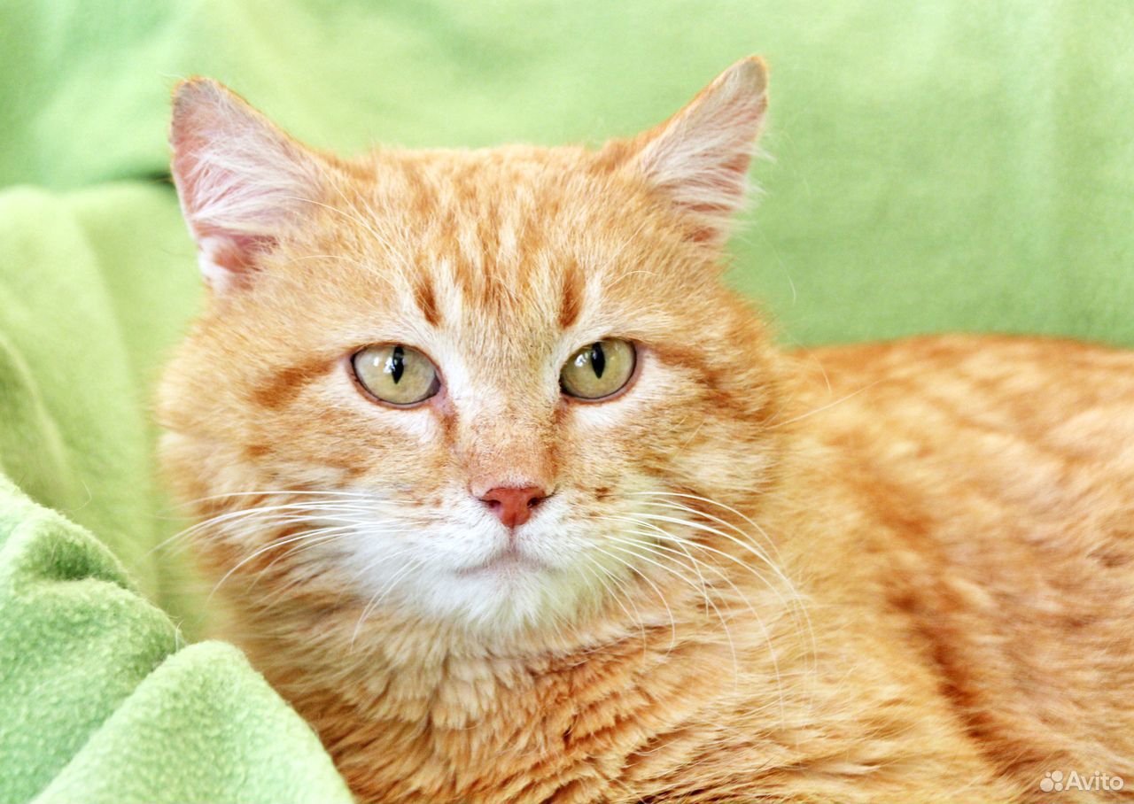 Крокус - огненный красавец ищет дом