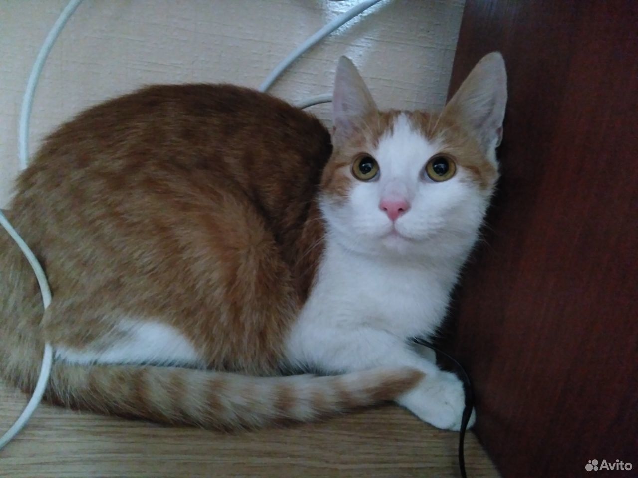 Котенок в добрые руки