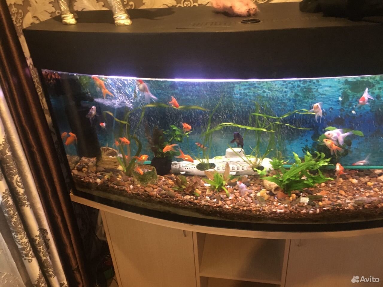 Отдам рыбок