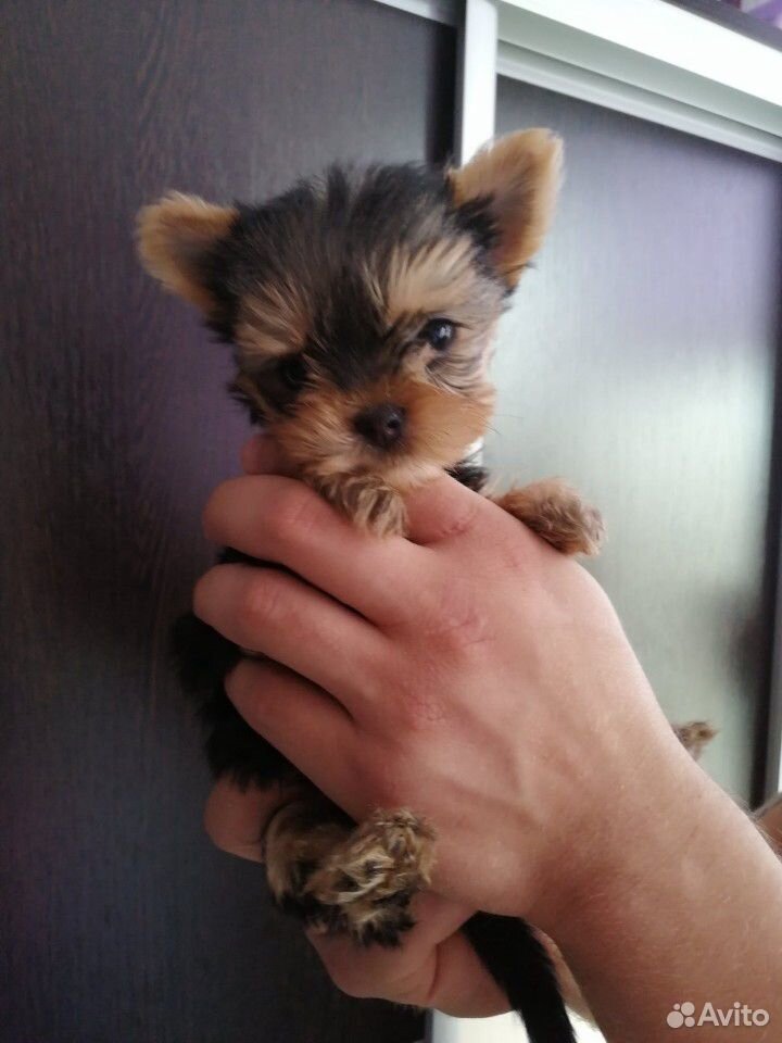 Йоркширский терьер щенки