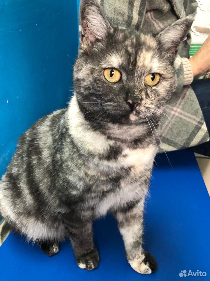 Кошка