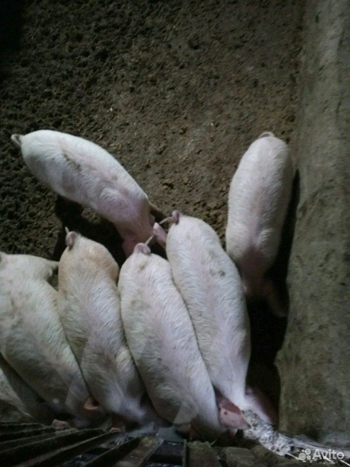 Поросенок ландрас